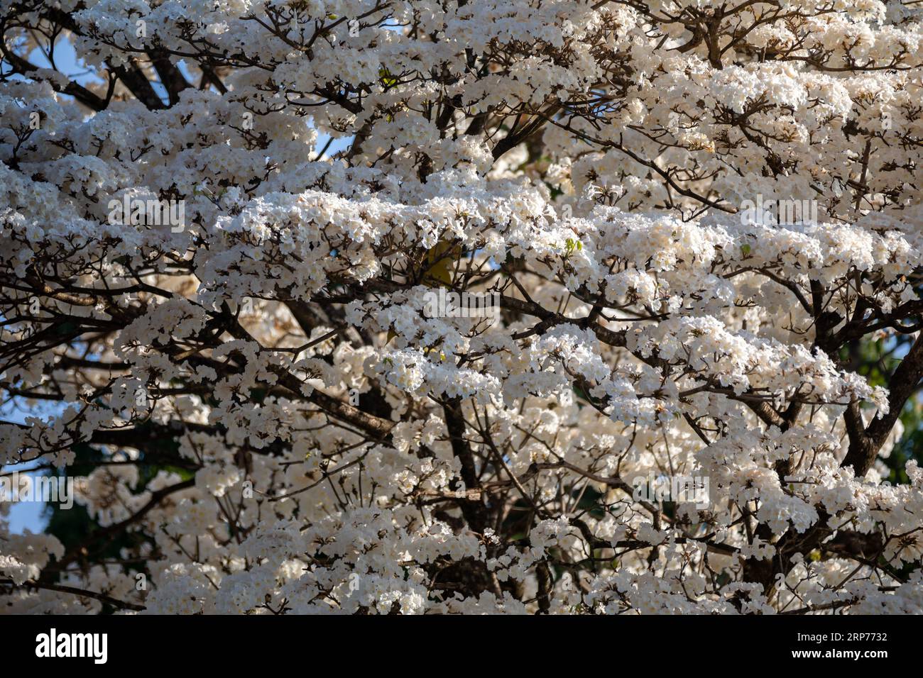 Wonderful Flowers of a white ipe tree, Tabebuia roseo-alba (Ridley ...