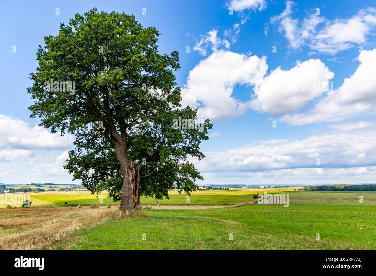 Old oak tree in summer field. Rural landscape Stock Photo - Alamy