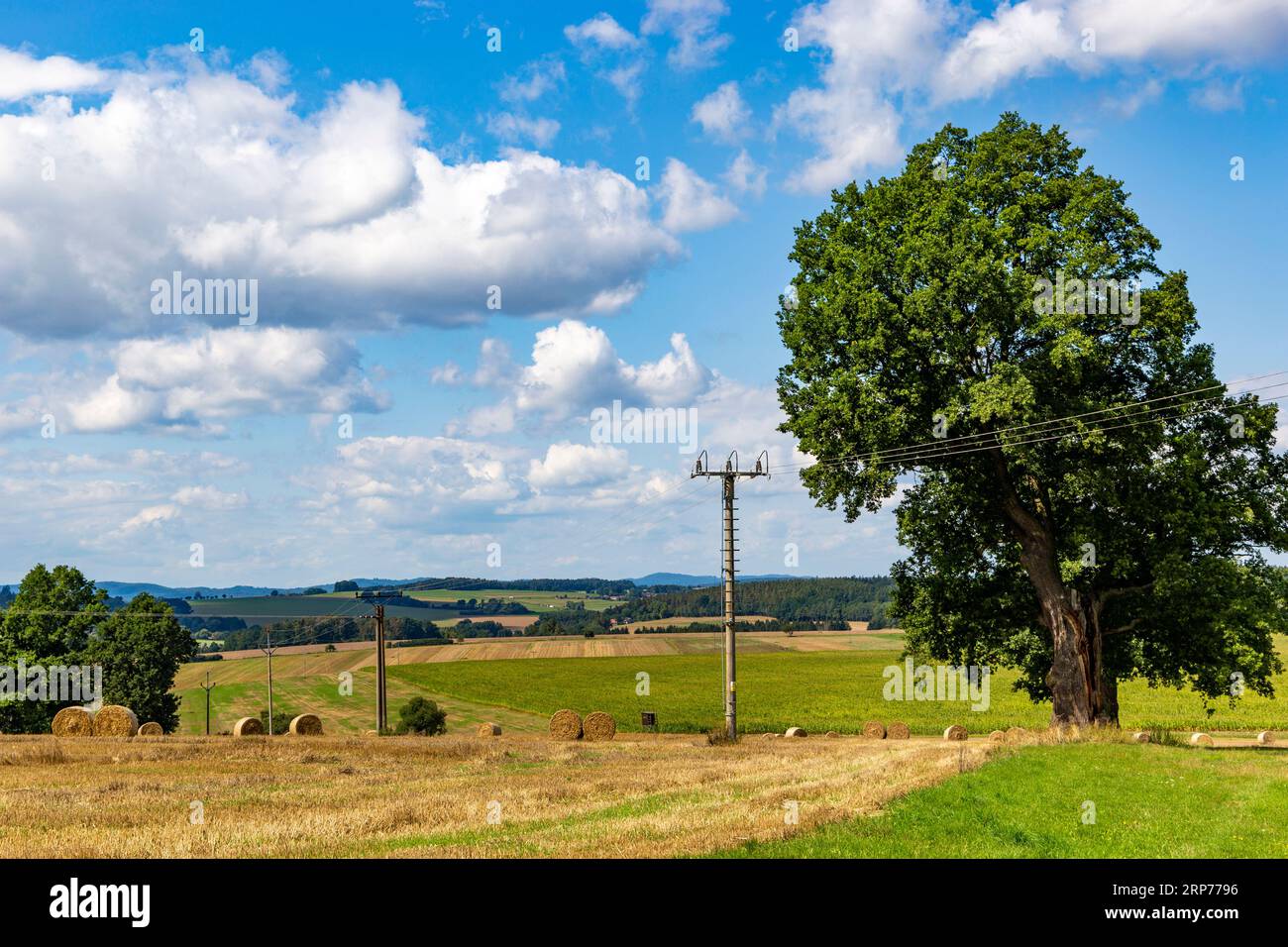 Old oak tree in summer field. Rural landscape Stock Photo - Alamy