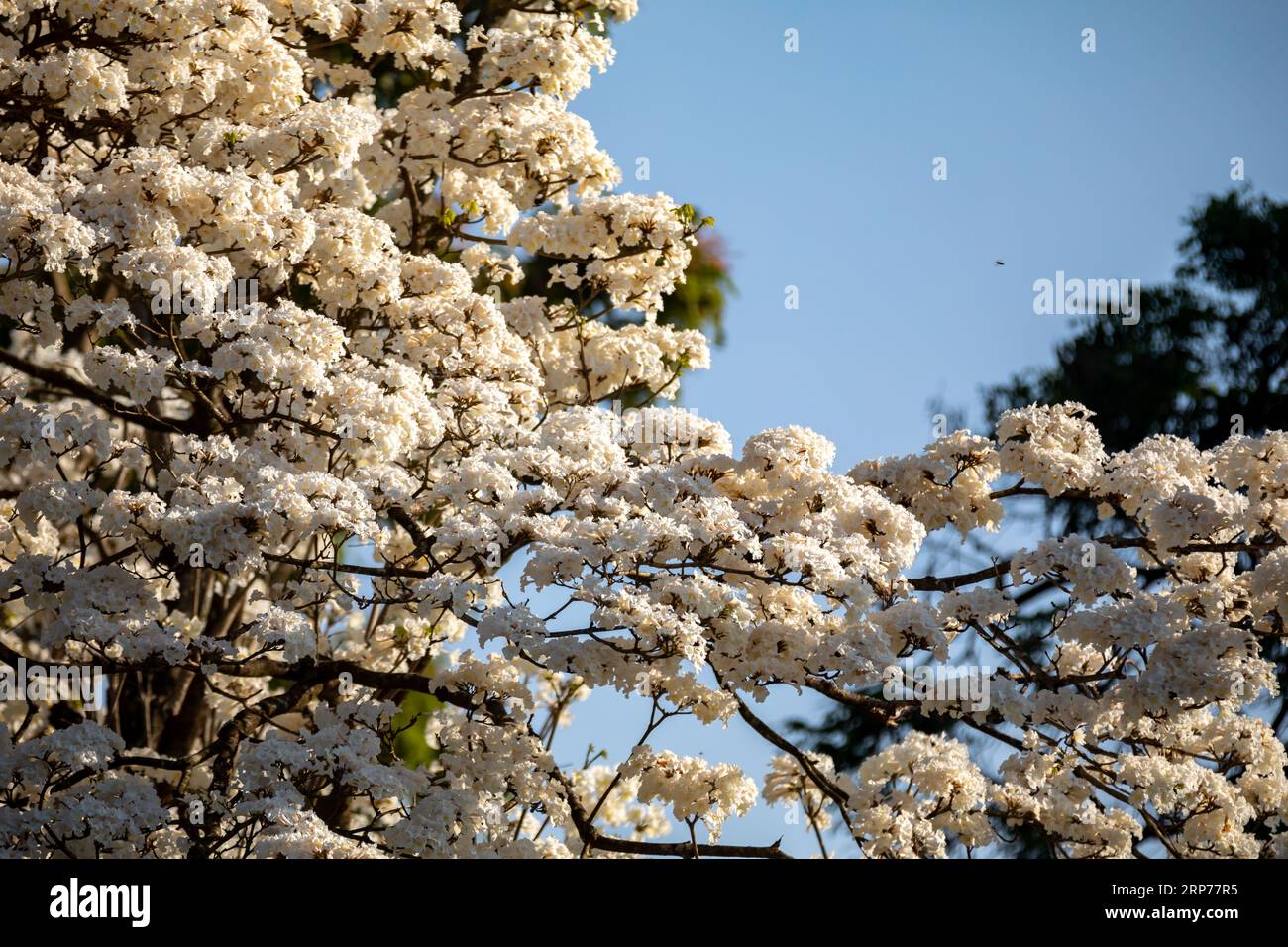 Wonderful Flowers of a white ipe tree, Tabebuia roseo-alba (Ridley ...