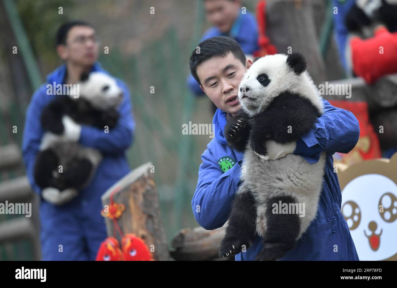 (190131) -- WOLONG, Jan. 31, 2019 (Xinhua) -- A giant panda keeper poses for a photo with a ...