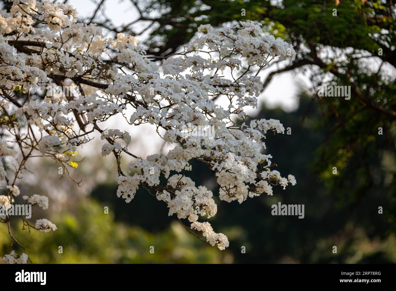 Wonderful Flowers of a white ipe tree, Tabebuia roseo-alba (Ridley ...
