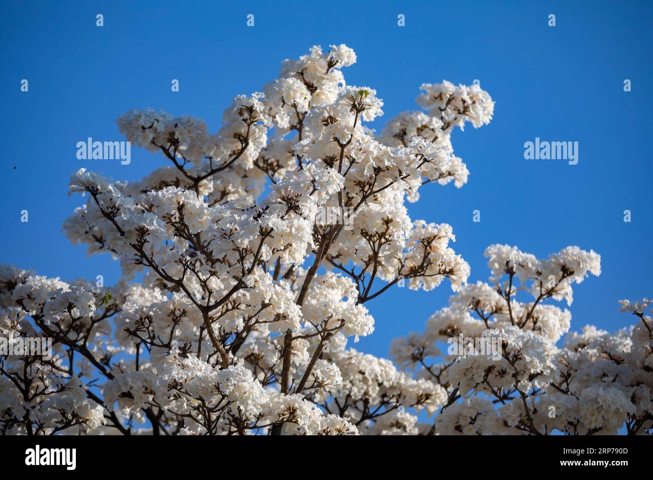 Wonderful Flowers of a white ipe tree, Tabebuia roseo-alba (Ridley ...