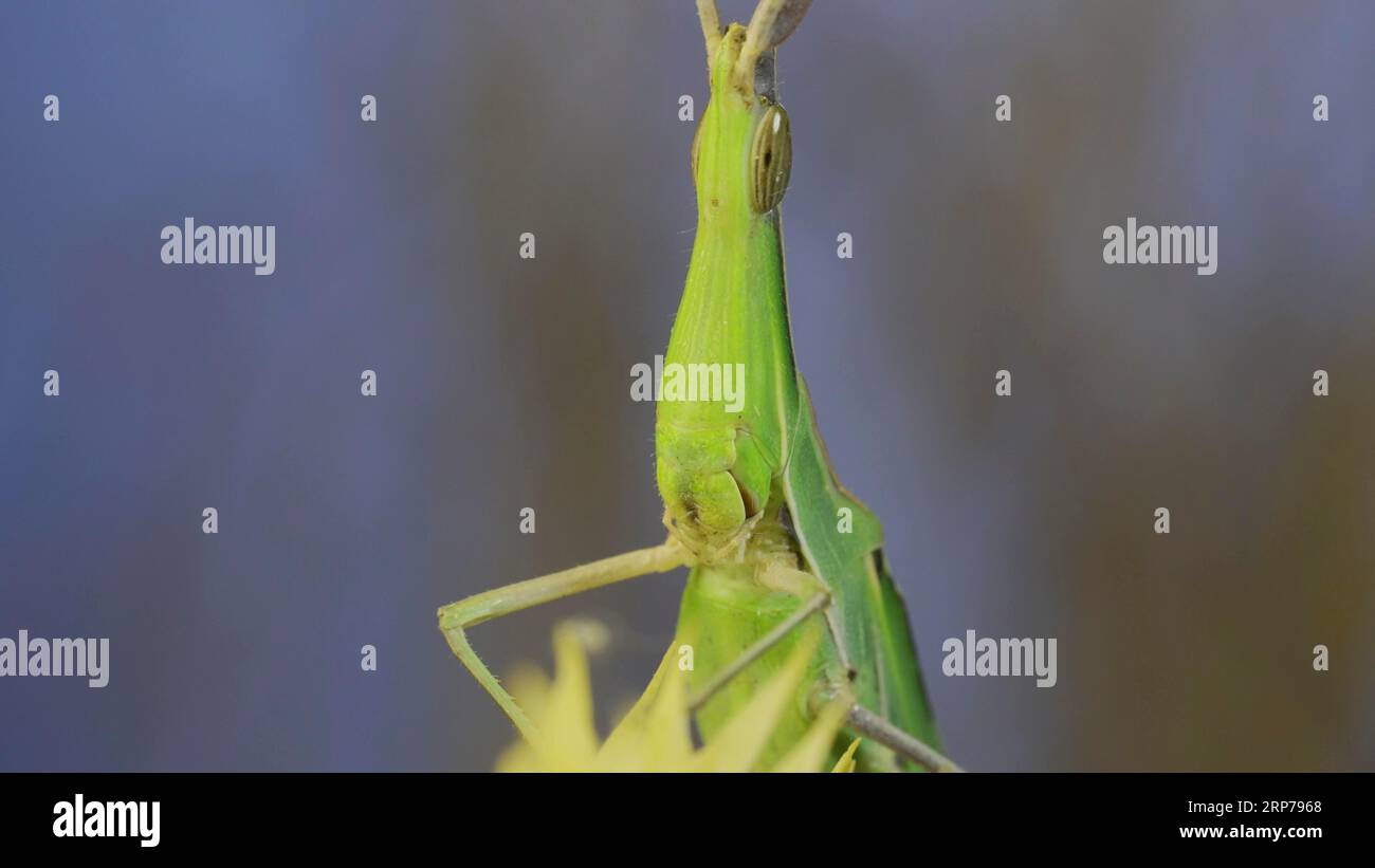 Frontal portrait of Giant green slant-face grasshopper Acrida sitting ...