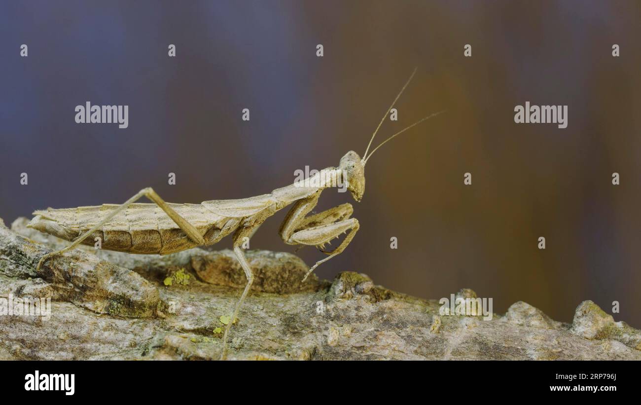 The female praying mantis sits on tree branch masquerading against its ...