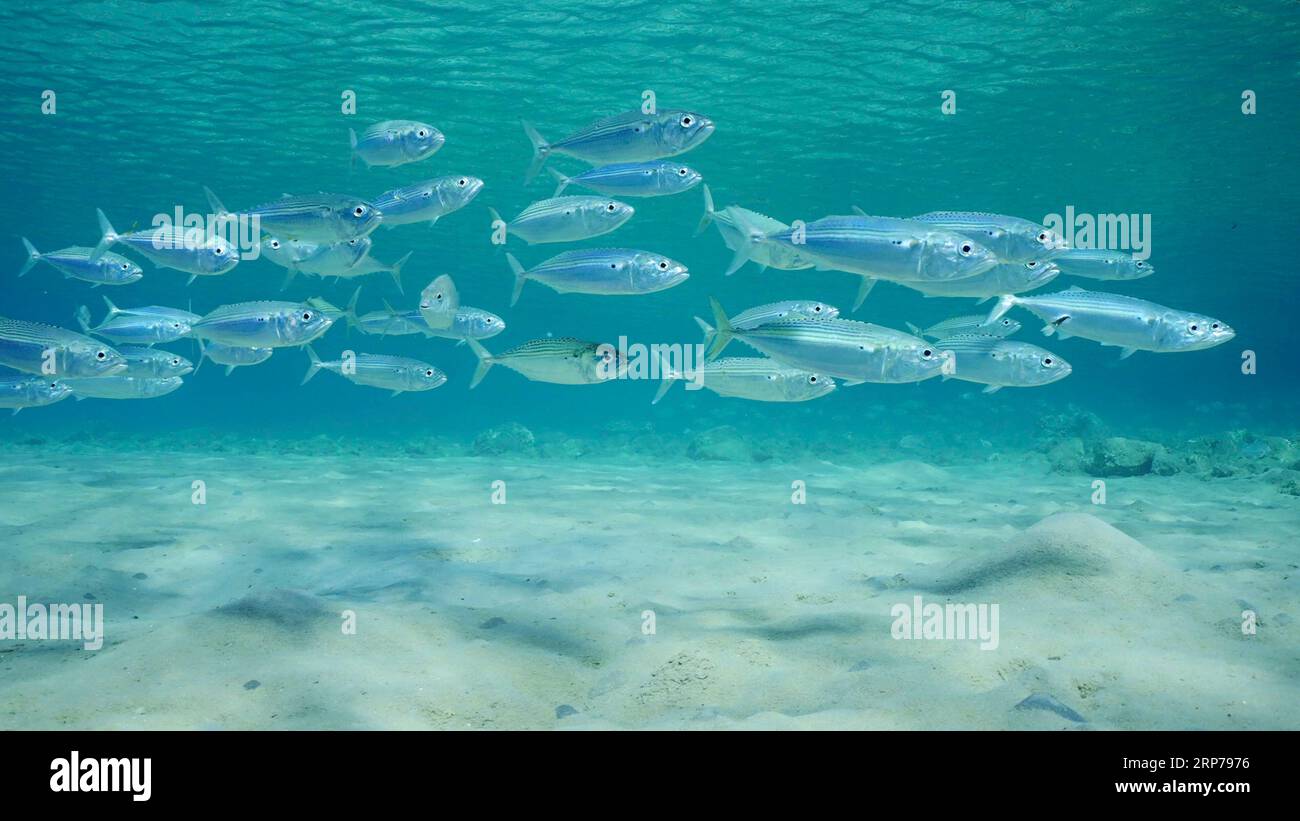 School of Mackerel fish swims over sandy seabed in shallow water on ...