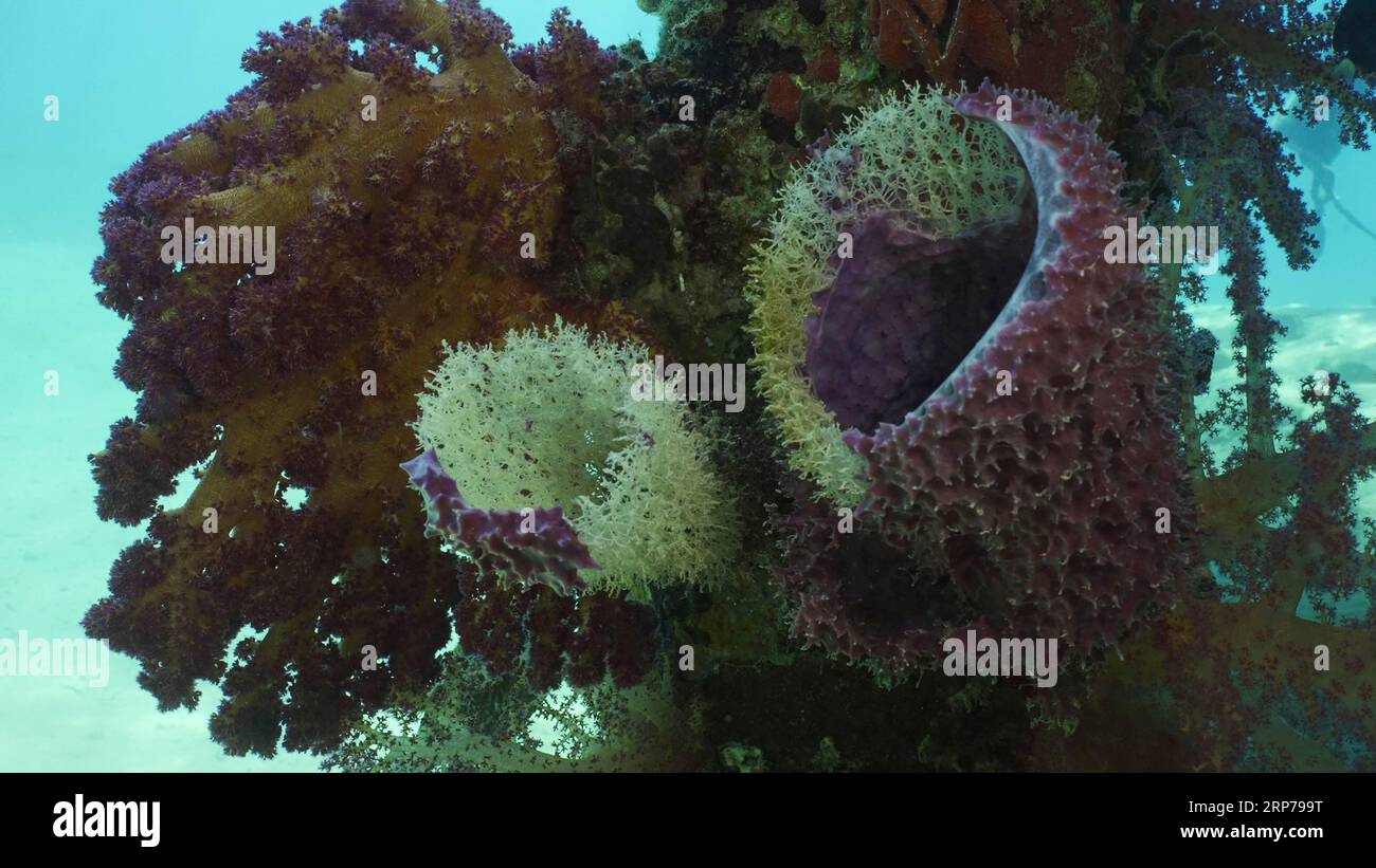 Close-up of large Tube sponge (Haliclona fascigera) and Bright colorful Soft Coral ...
