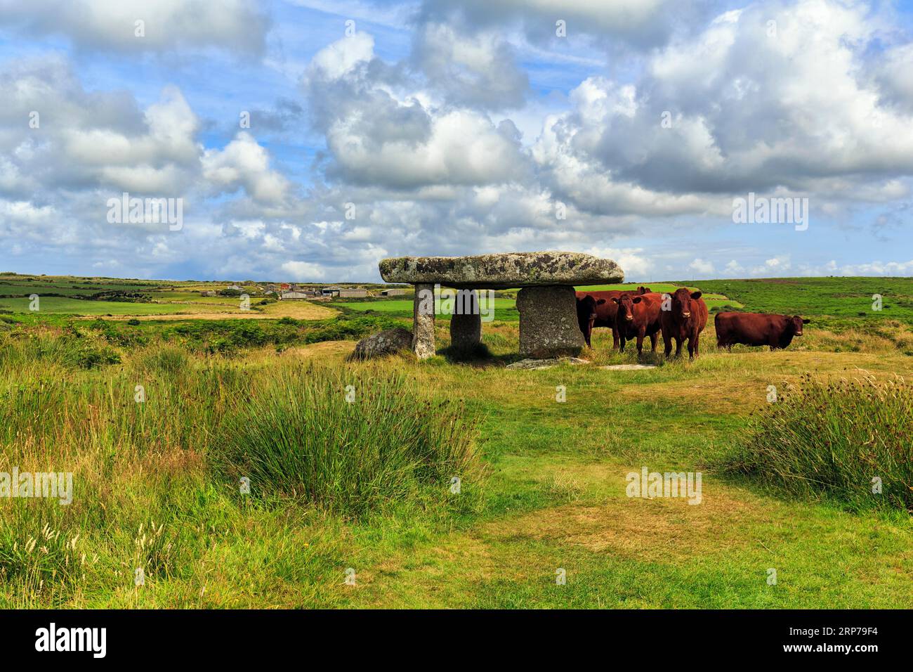 Herd of cattle at shelter, portal tomb Lanyon Quoit in meadow ...