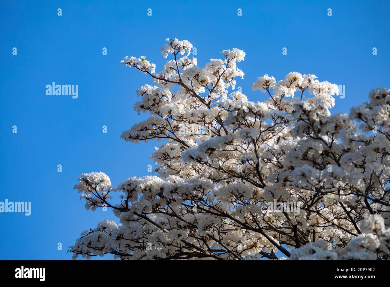 Wonderful Flowers of a white ipe tree, Tabebuia roseo-alba (Ridley ...