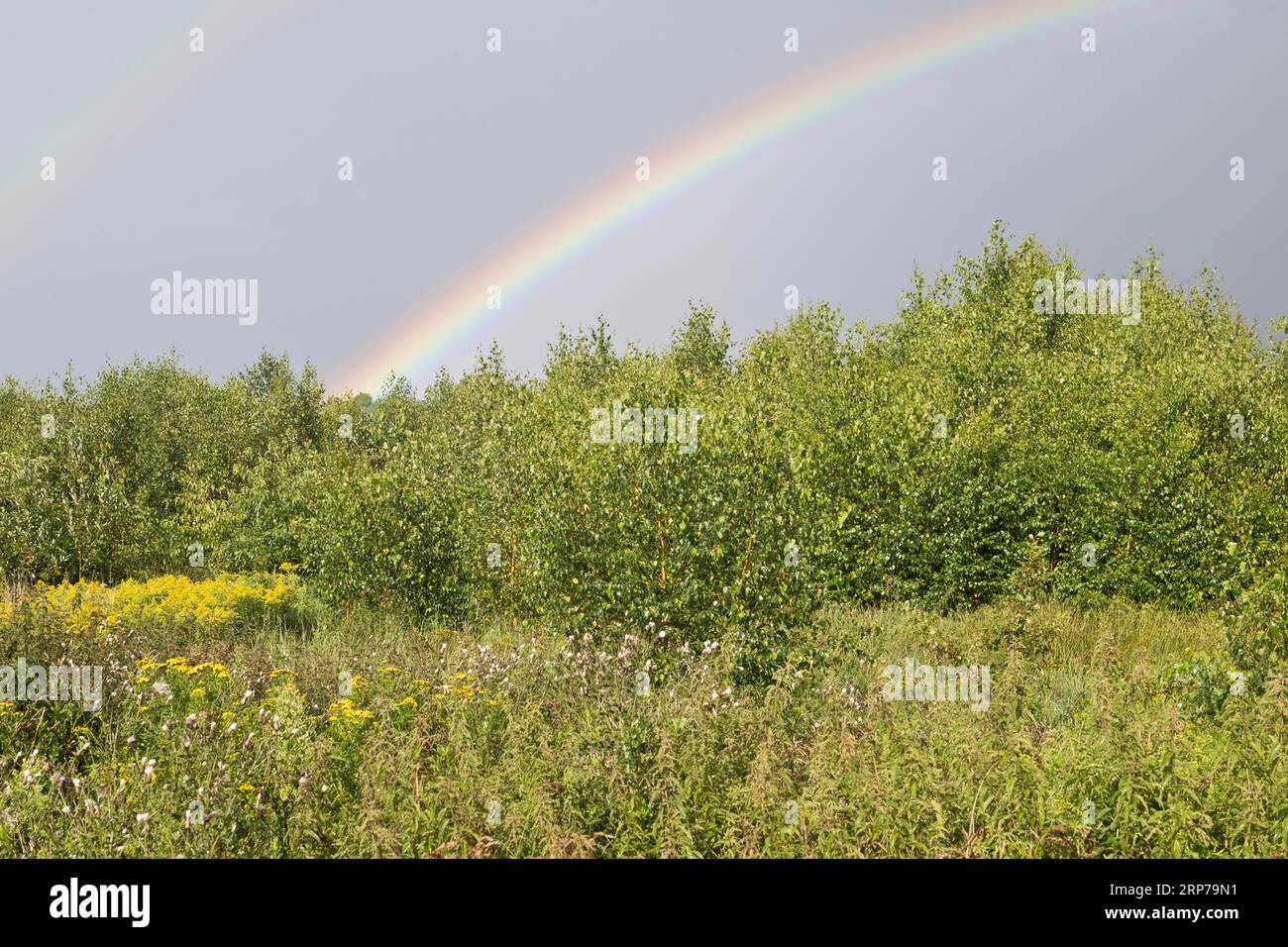 Rainbow over the high moor, Emsland, Lower Saxony, Germany Stock Photo ...
