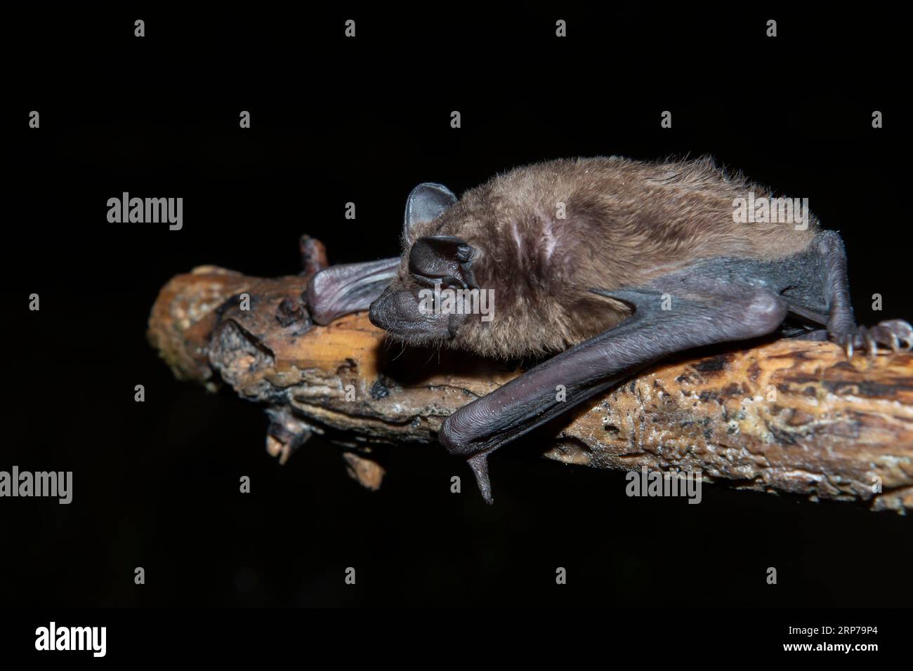Greater noctule bat hi-res stock photography and images - Alamy