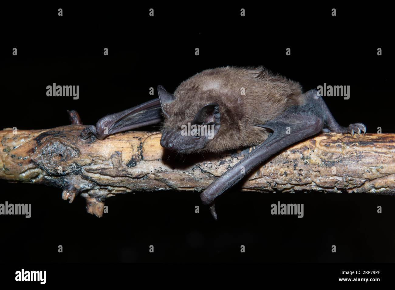 Greater noctule bat hi-res stock photography and images - Alamy