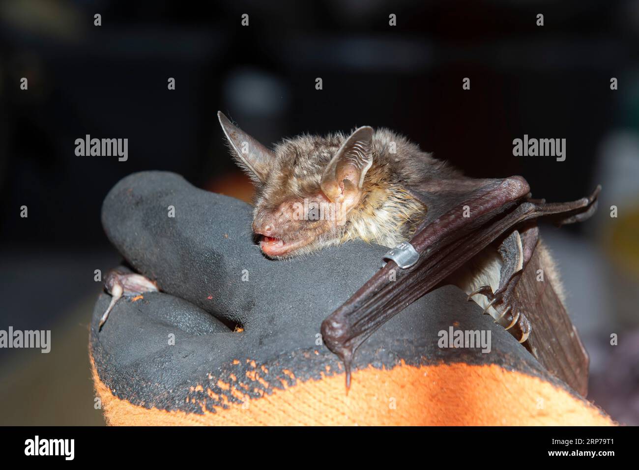 Greater mouse-eared bat (Myotis myotis) after ringing the animal is ...
