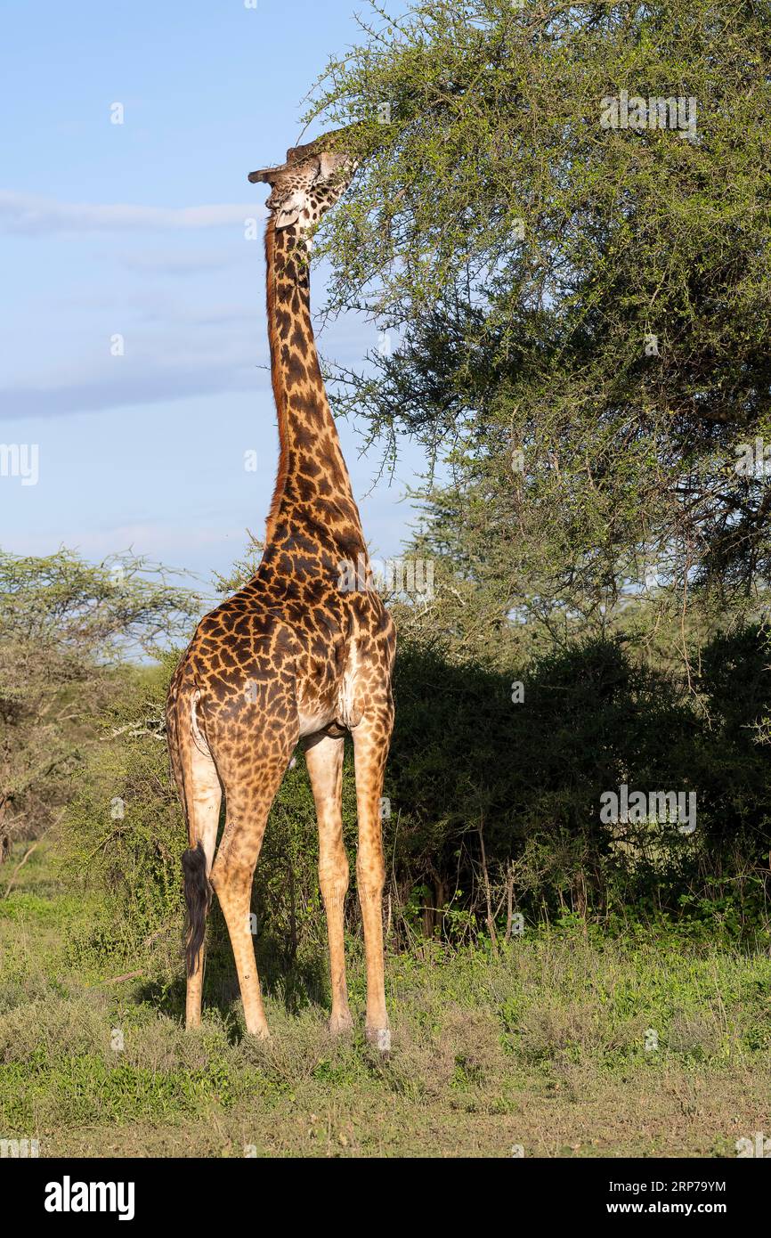 Masai giraffe (Giraffa tippelskirchi), eating from acacia tree, Ndutu Conservation Area ...
