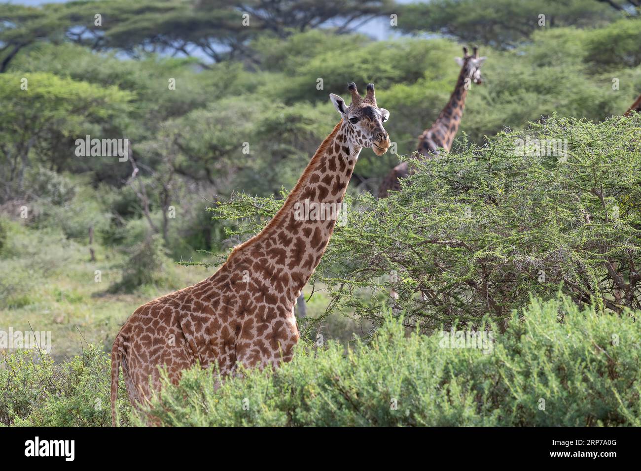 Masai giraffe (Giraffa tippelskirchi), amidst acacia trees, Ndutu Conservation Area, Tanzania ...