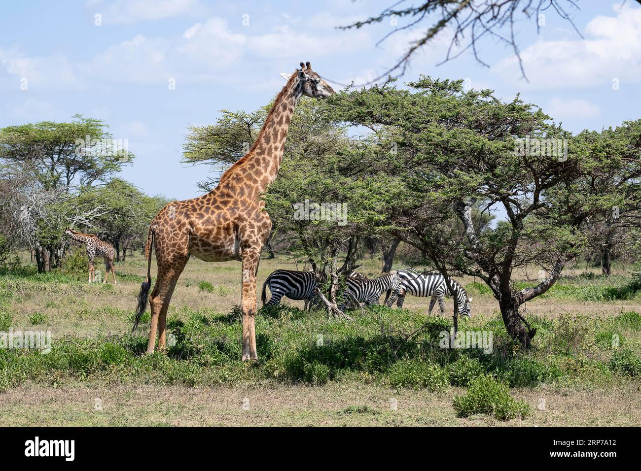 Masai giraffe (Giraffa tippelskirchi), eating from acacia tree, zebras behind, Ndutu ...
