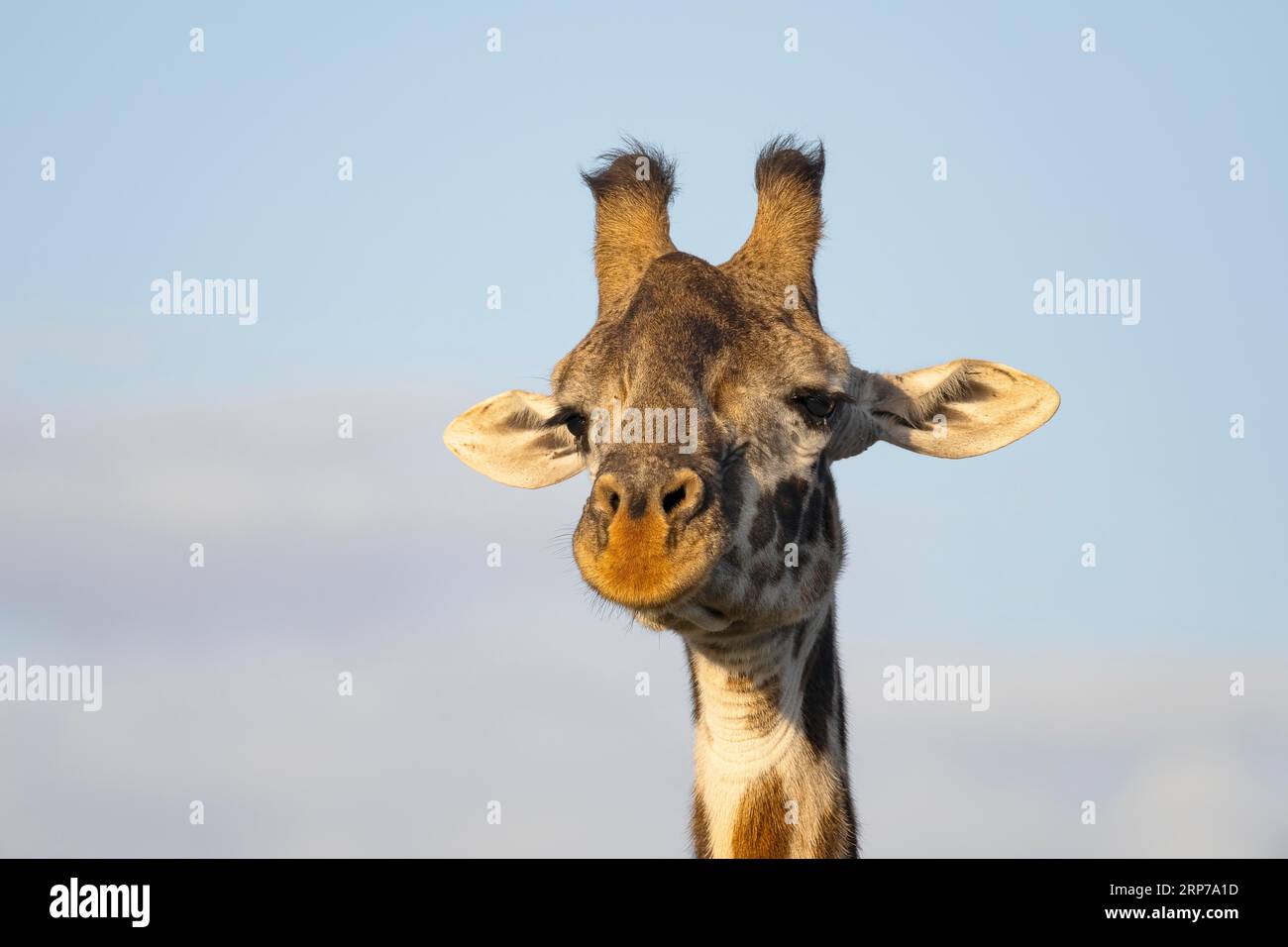 Masai giraffe (Giraffa tippelskirchi), animal portrait, eye contact ...