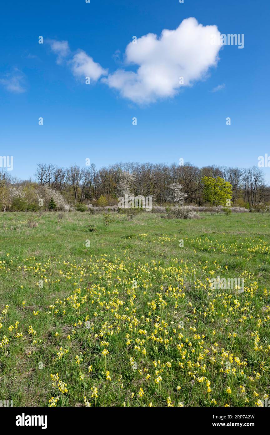 Meadow with common cowslip (Primula veris), flowering, blue sky, white ...