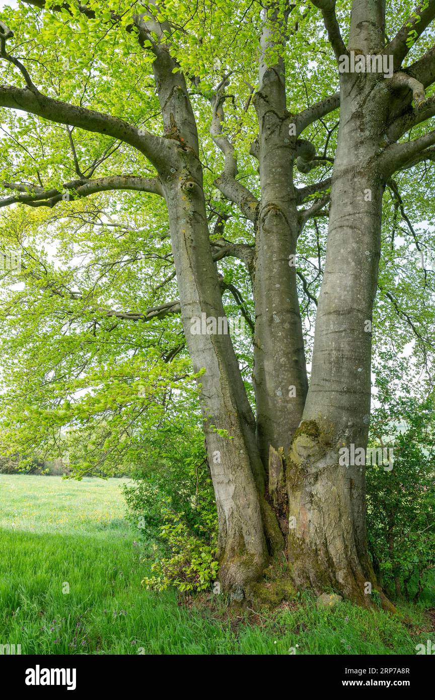 Common beech (Fagus sylvatica), multi-stemmed, Thuringia, Germany Stock ...