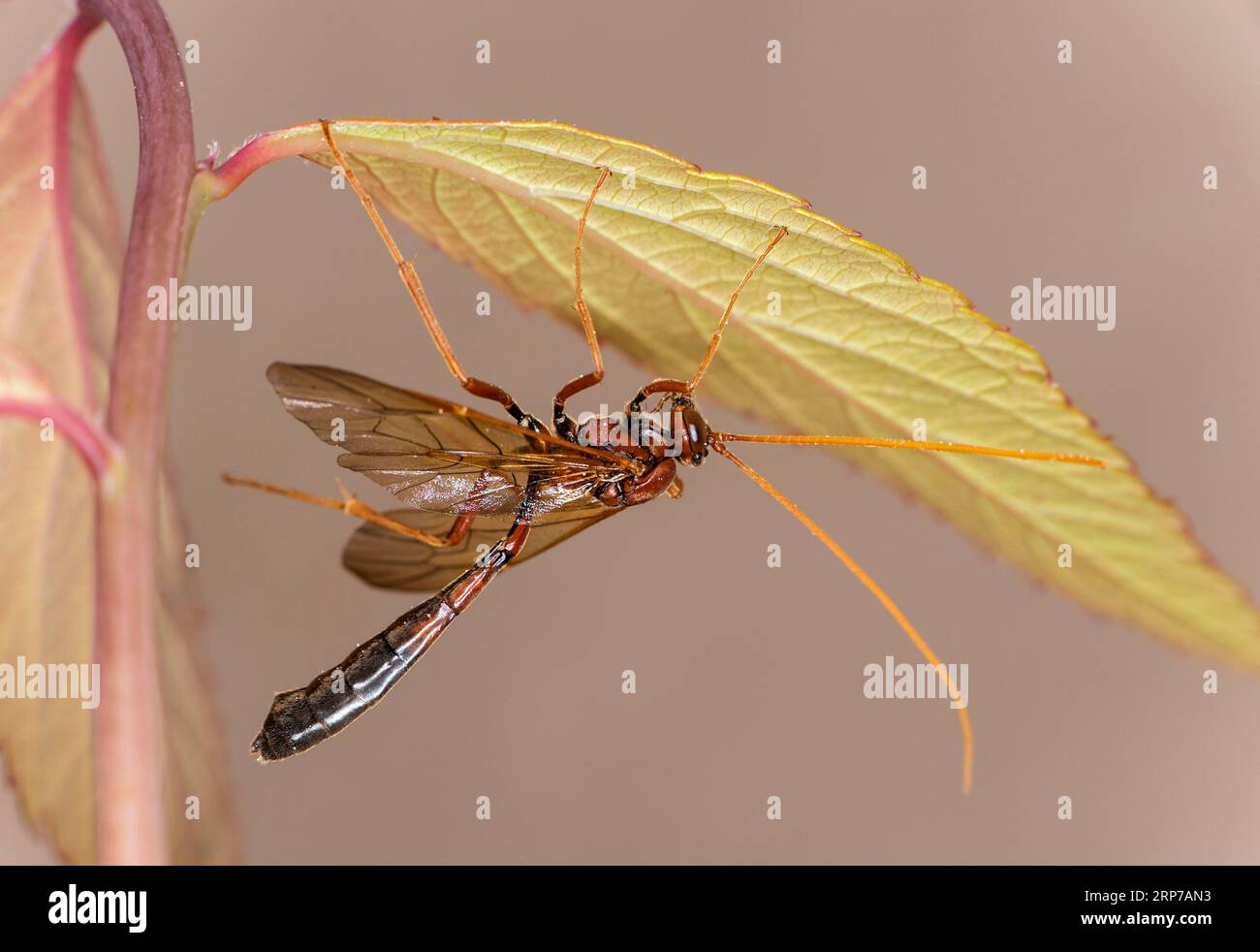 Ichneumon wasp (Ophius) upside down on a leaf, Valais, Switzerland ...