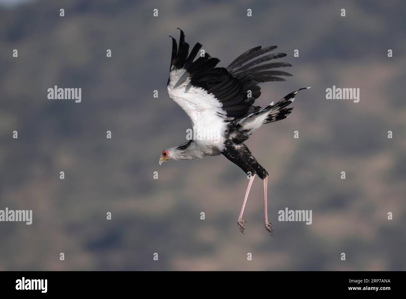 Secretary bird (Sagittarius serpentarius) flying, Serengeti National ...