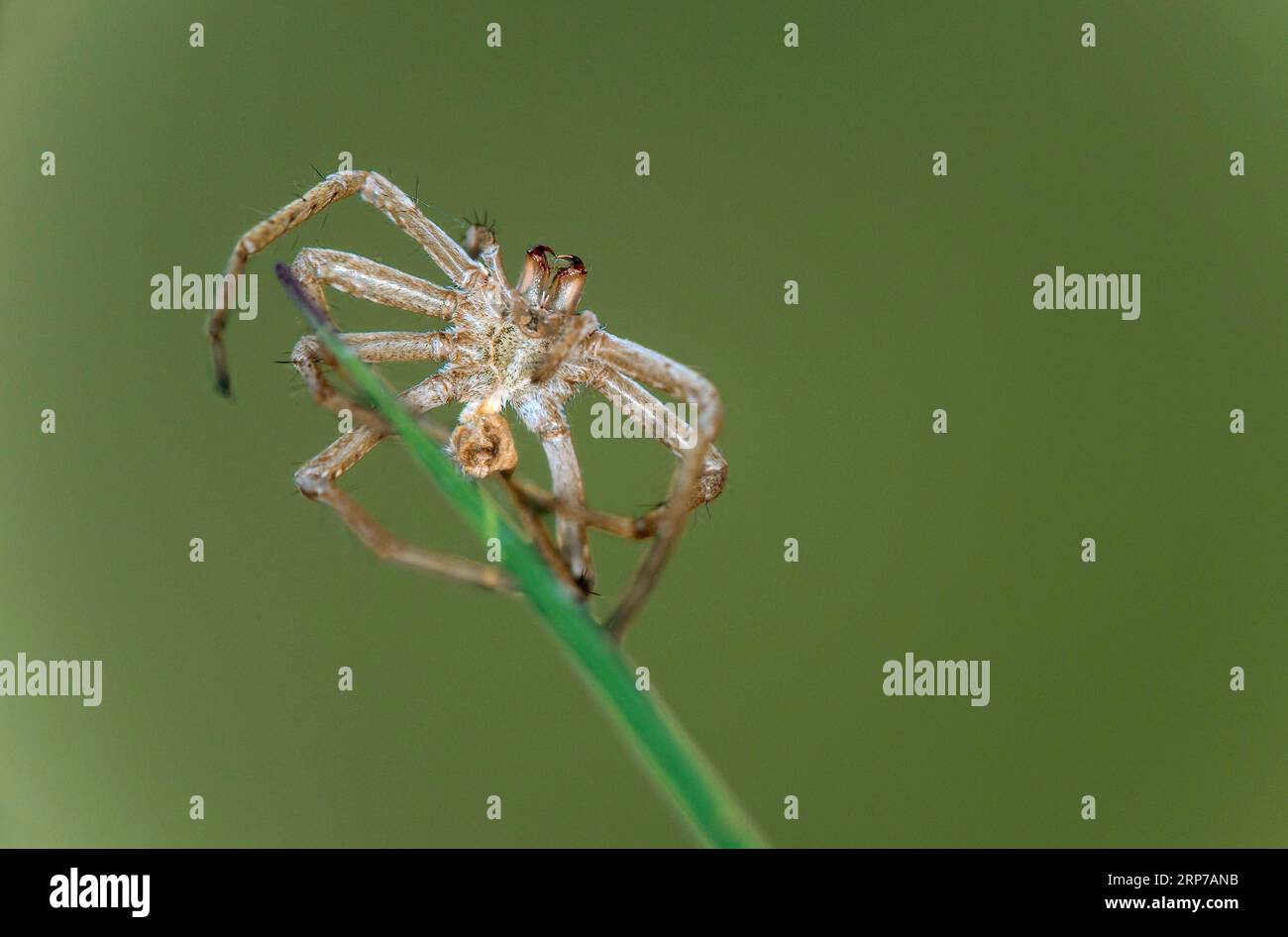 Exoskeleton, the old skin shed by a spider after moulting, Valais ...
