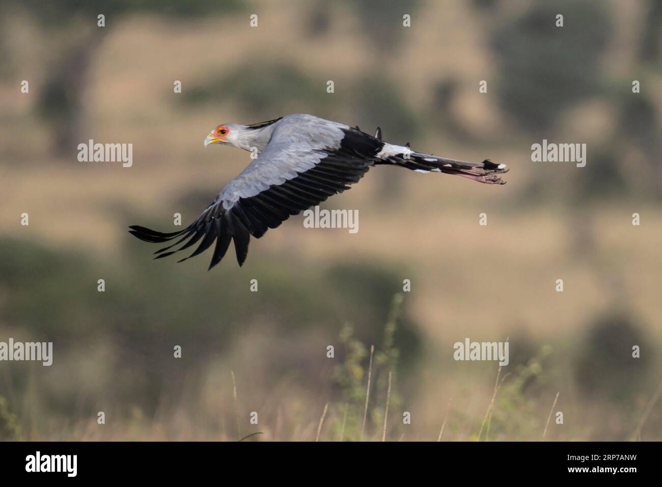 Secretary Bird Sagittarius Serpentarius Flying Serengeti National
