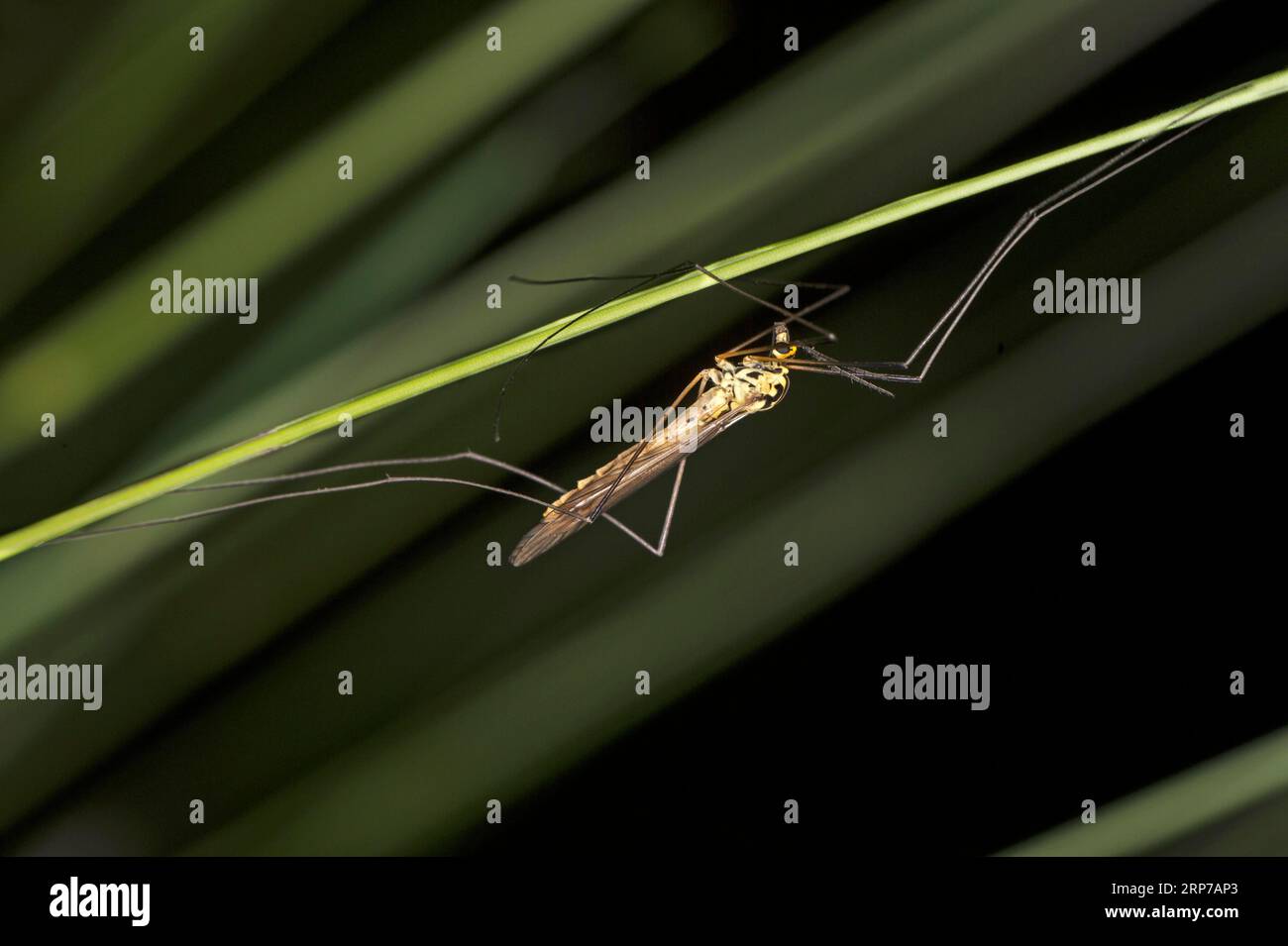 Crow snake (Nephrotoma), Valais, Switzerland Stock Photo - Alamy