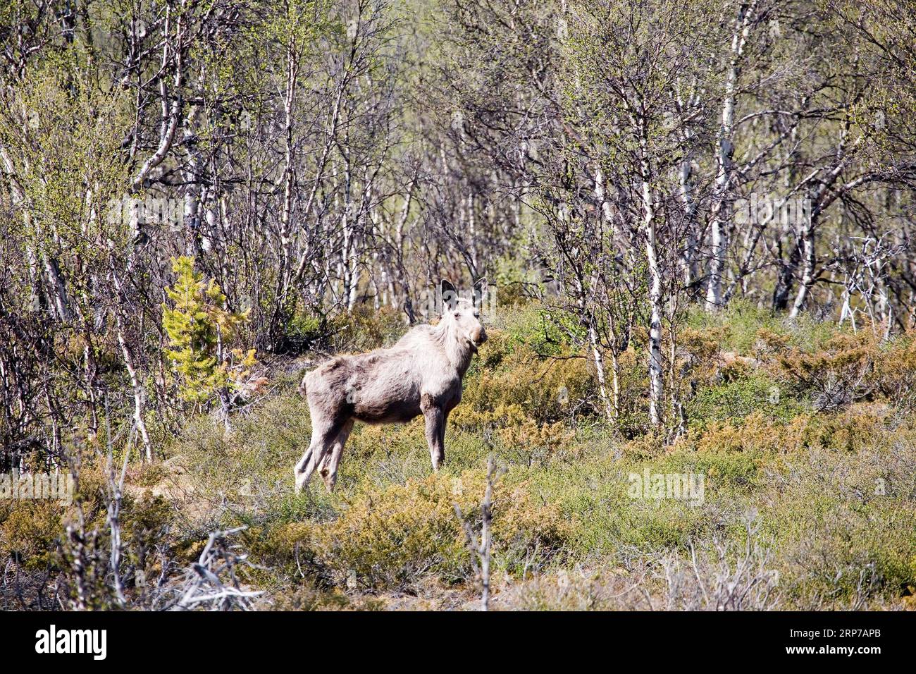Young elk (Alces alces), Norway Stock Photo - Alamy