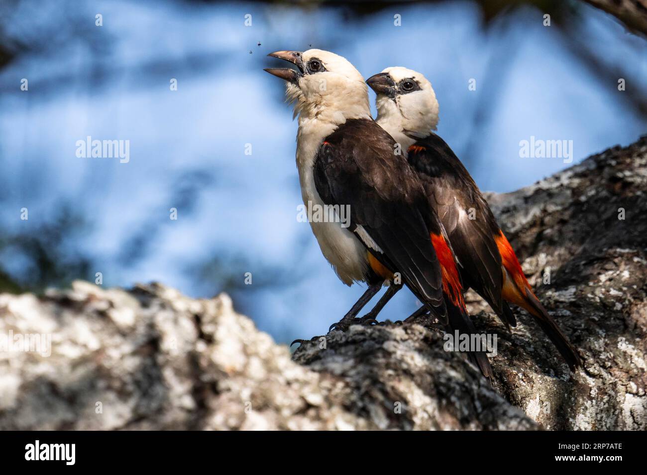 2 White-headed (Dinemellia dinemelli) buffalo weavers, Tarangire ...