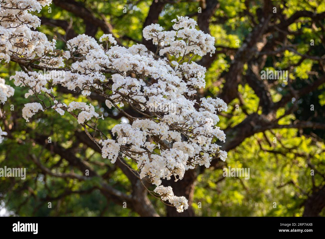 Wonderful Flowers of a white ipe tree, Tabebuia roseo-alba (Ridley ...