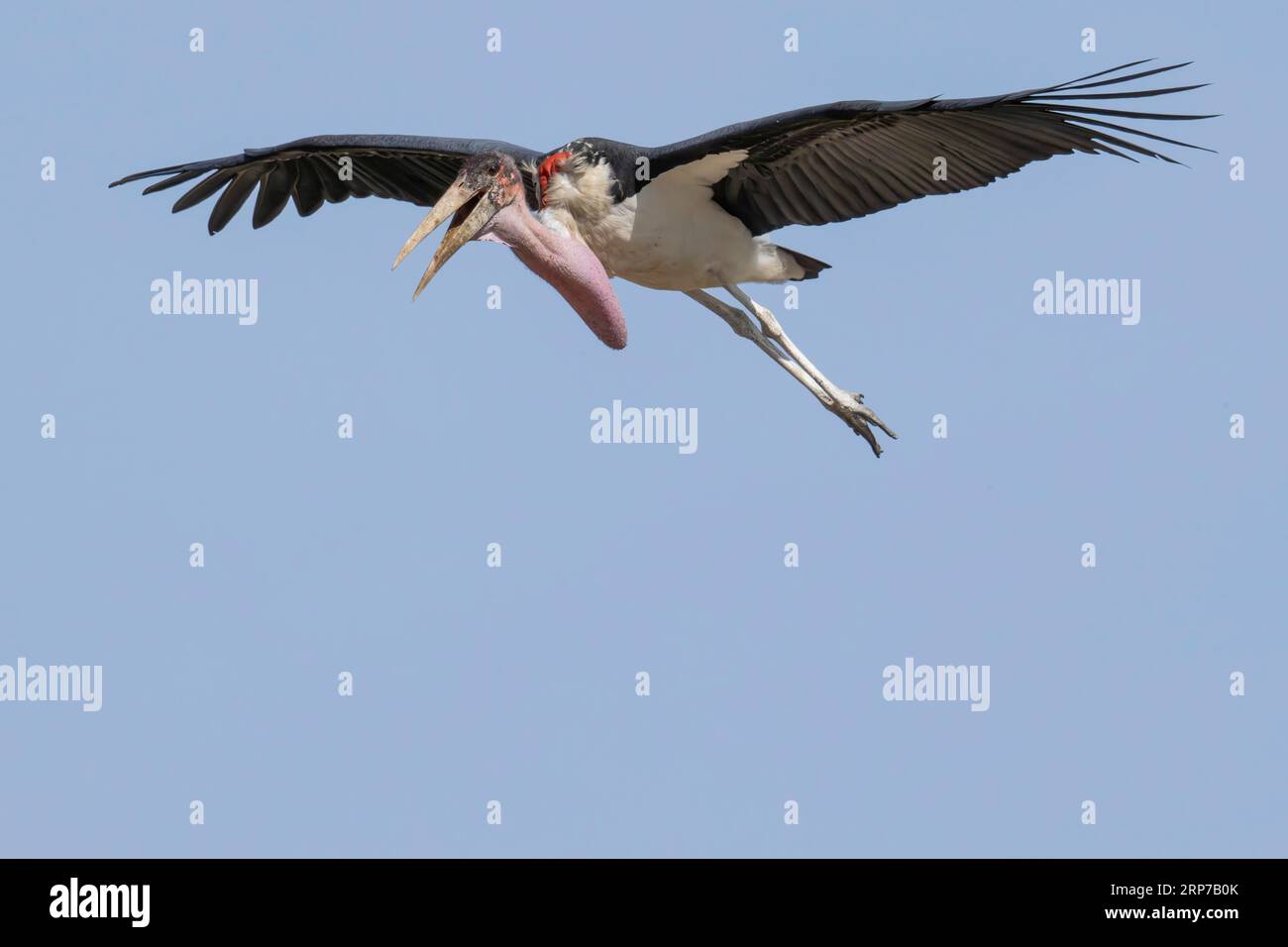 Marabou stork (Leptoptilos crumeniferus) flying, Serengeti, National ...