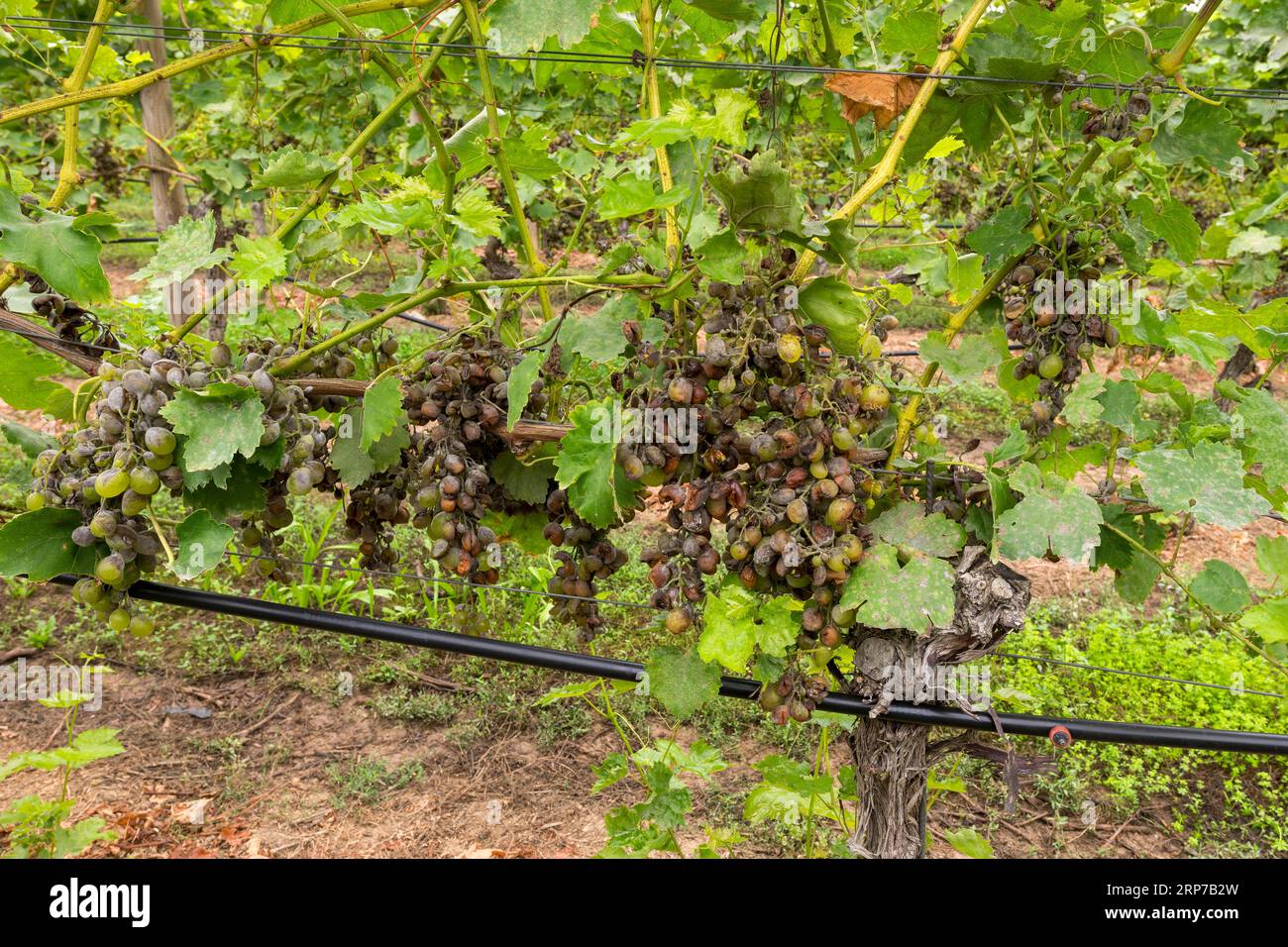 Grape diseases, white grapes infected with grey mould on vines, disease ...