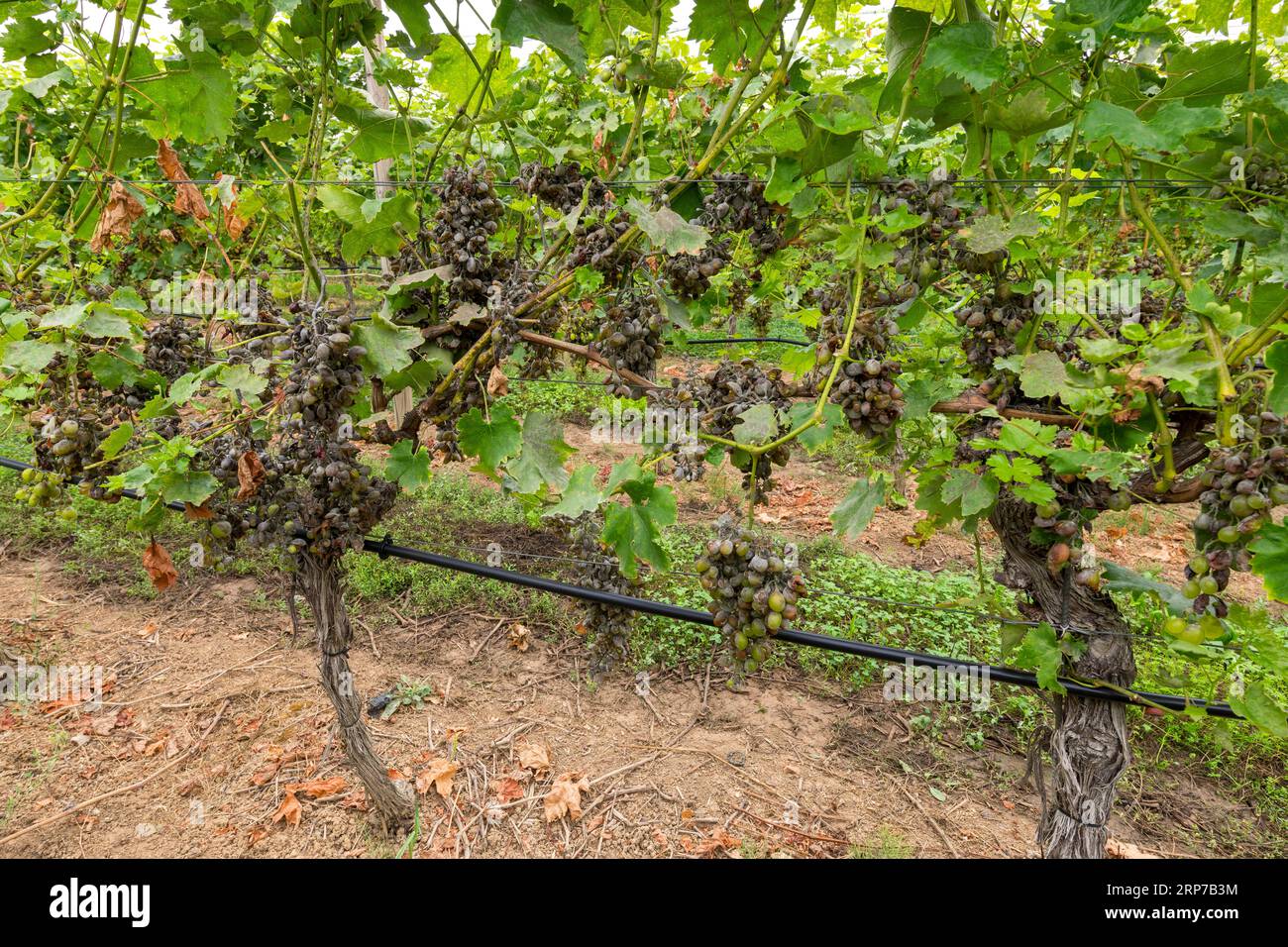 Grape diseases, white grapes infected with grey mould on vines, disease ...