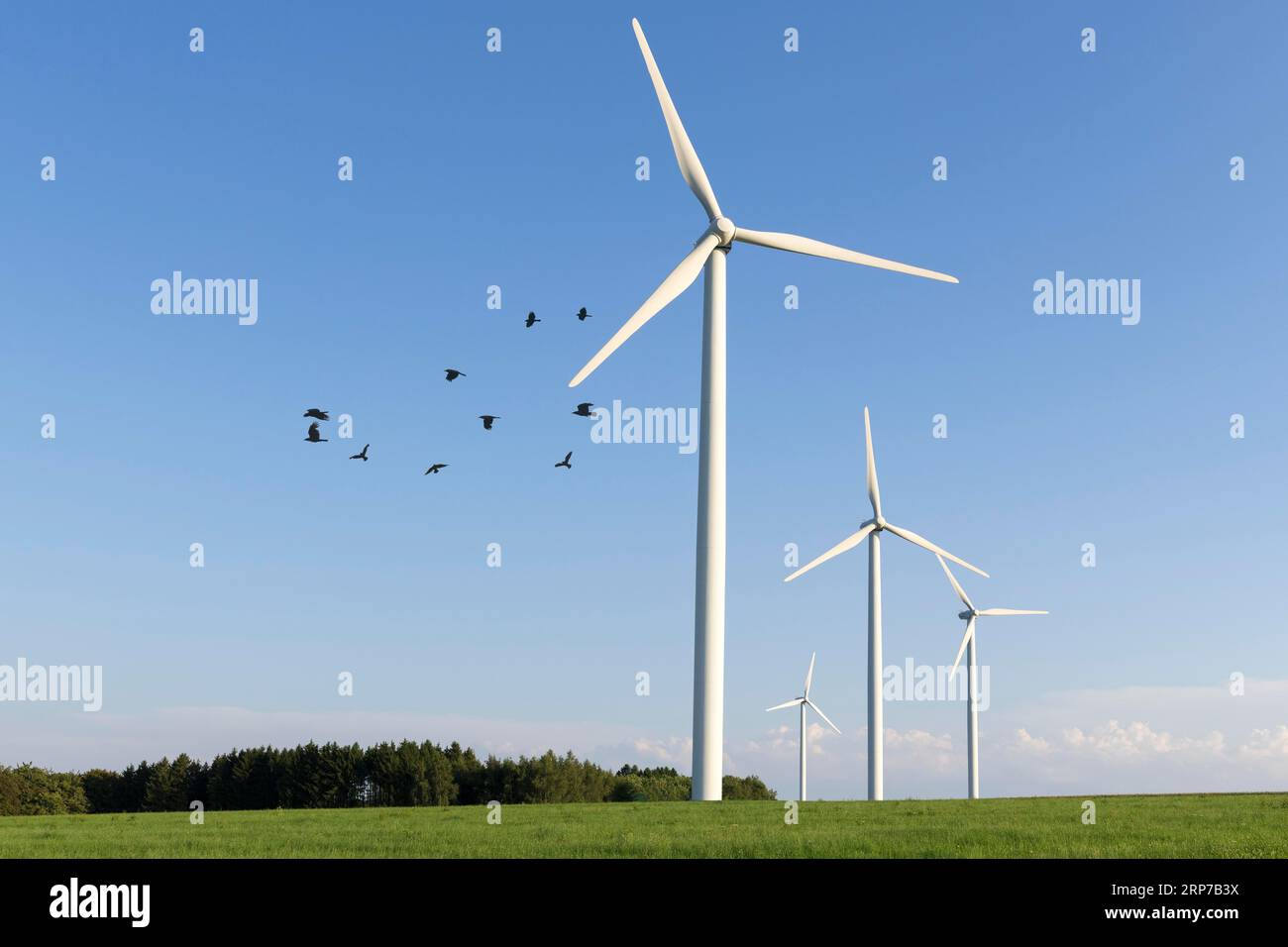 Wind turbine, wind turbines, wind farm, flock of birds, crows, ravens ...