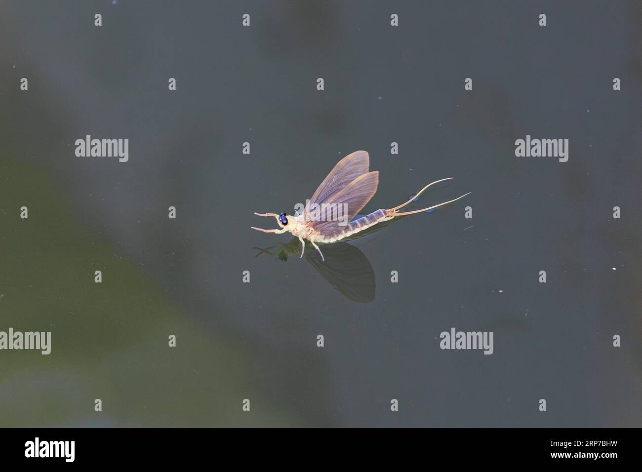 Palingenia longicauda hi-res stock photography and images - Alamy