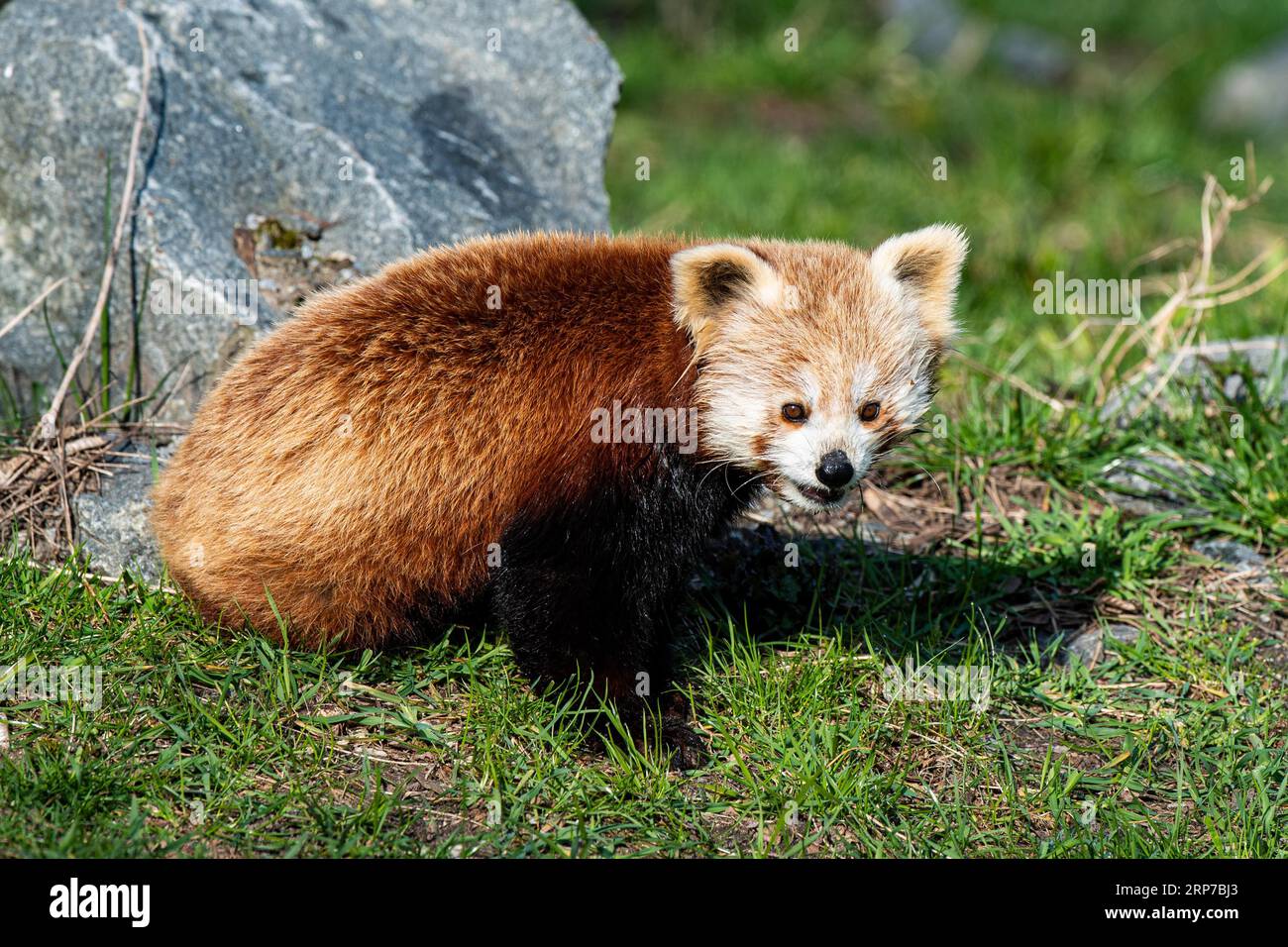 Red panda (Ailurus fulgens), red panda, cat bear . Asia Stock Photo - Alamy