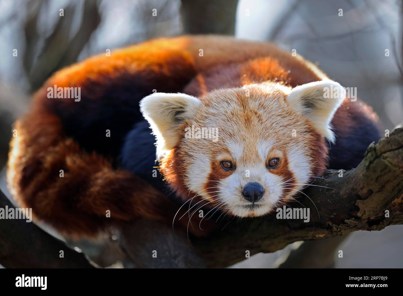 Red panda (Ailurus fulgens), red panda, cat bear . Asia Stock Photo - Alamy