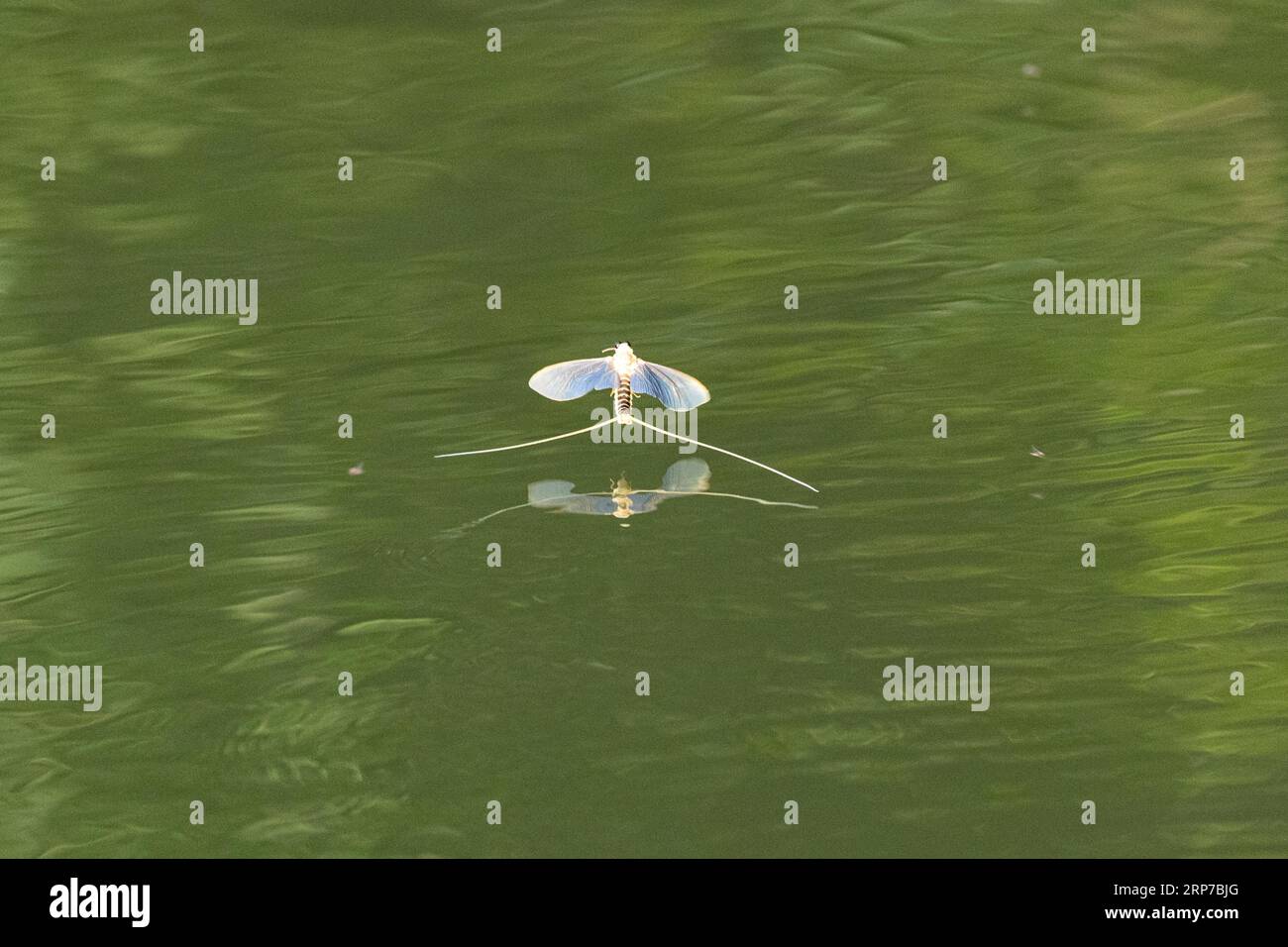 Mayfly (Palingenia longicauda) Theiss, Hungary Stock Photo - Alamy