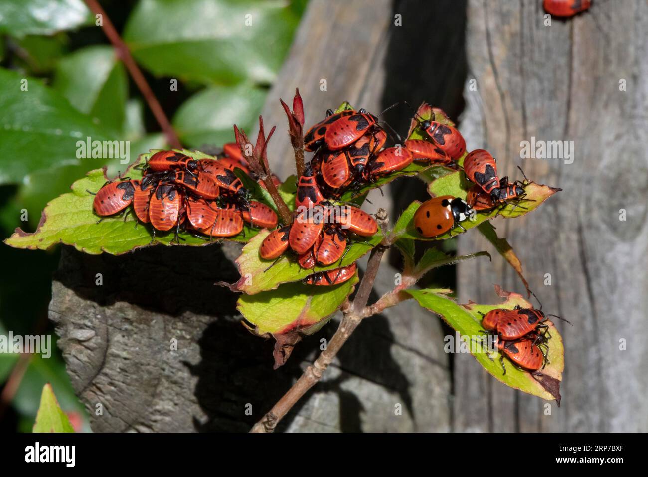 Fire bugs, firebug (Pyrrhocoris apterus), French beetle, mass assembly ...
