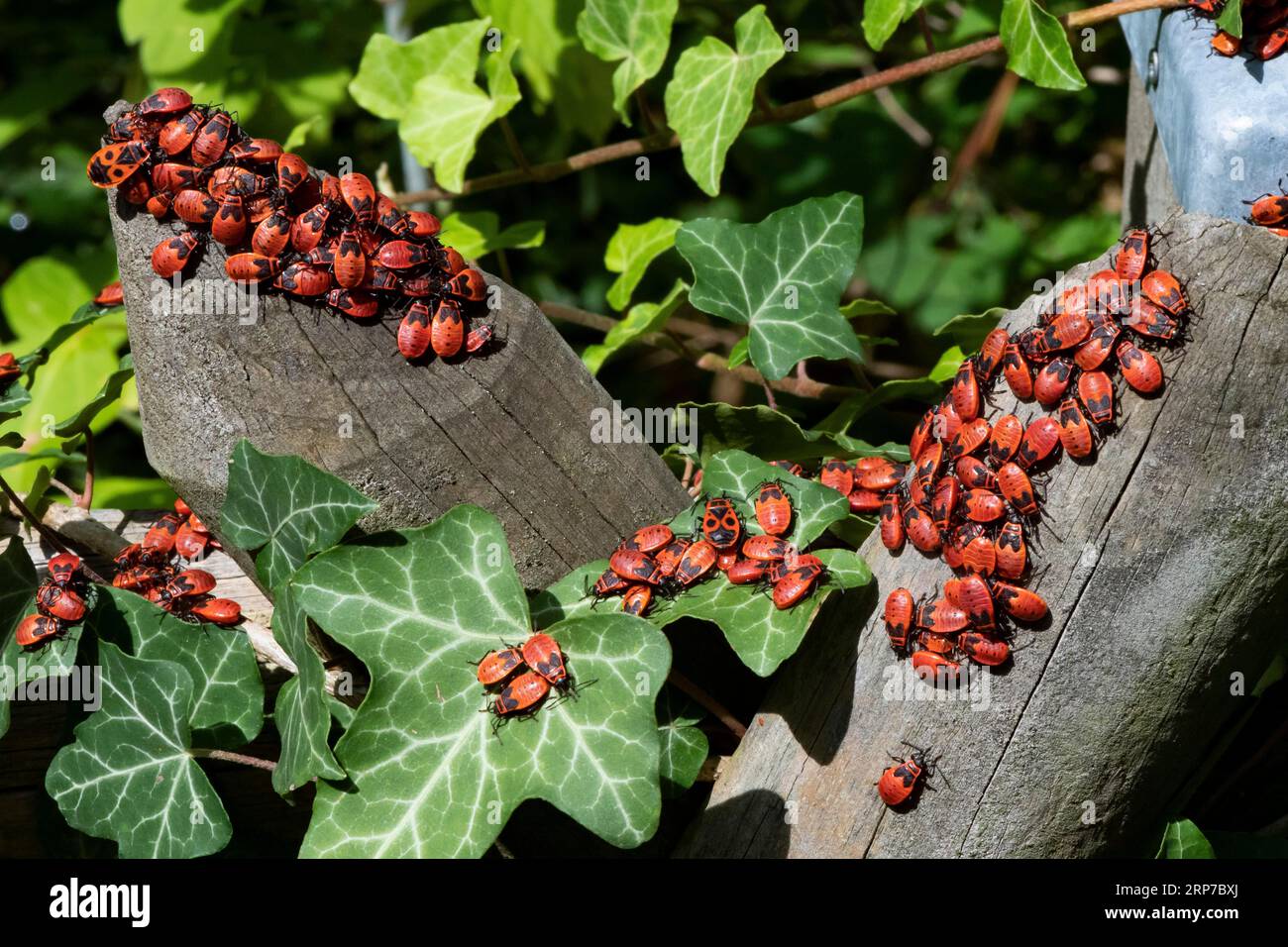 Fire bugs, firebug (Pyrrhocoris apterus), French beetle, mass assembly ...