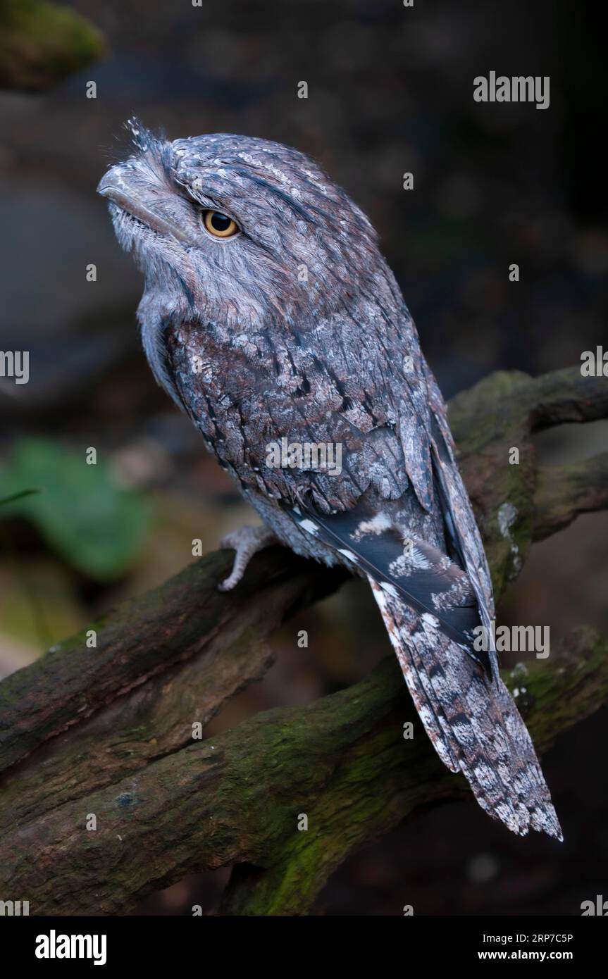 Tawny frogmouth (Podargus strigoides), Queensland, Australia, Oceania ...