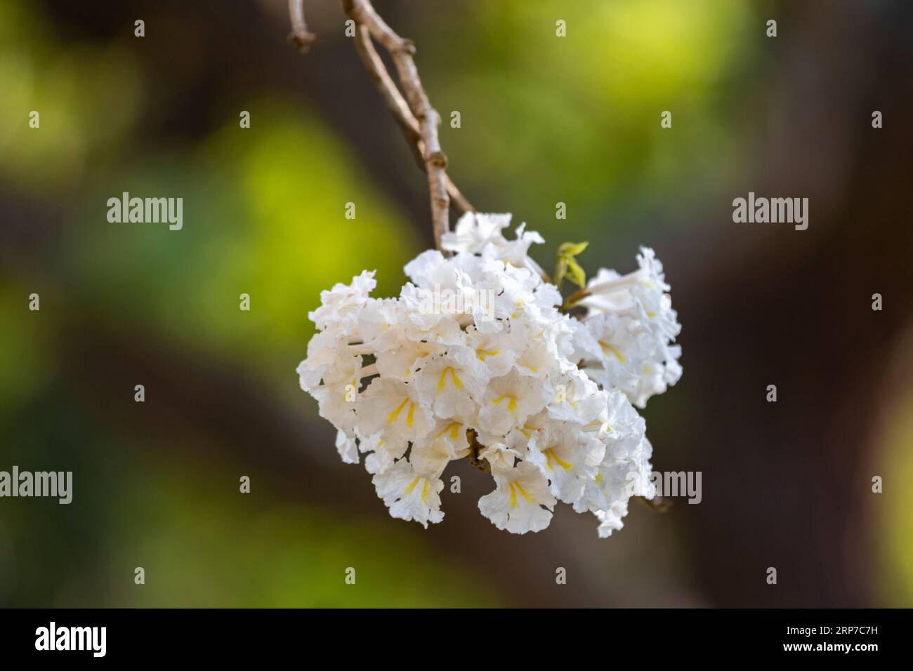 Wonderful Flowers of a white ipe tree, Tabebuia roseo-alba (Ridley ...