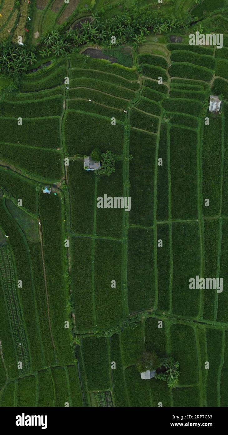 Rice fields top down asia Stock Photo - Alamy
