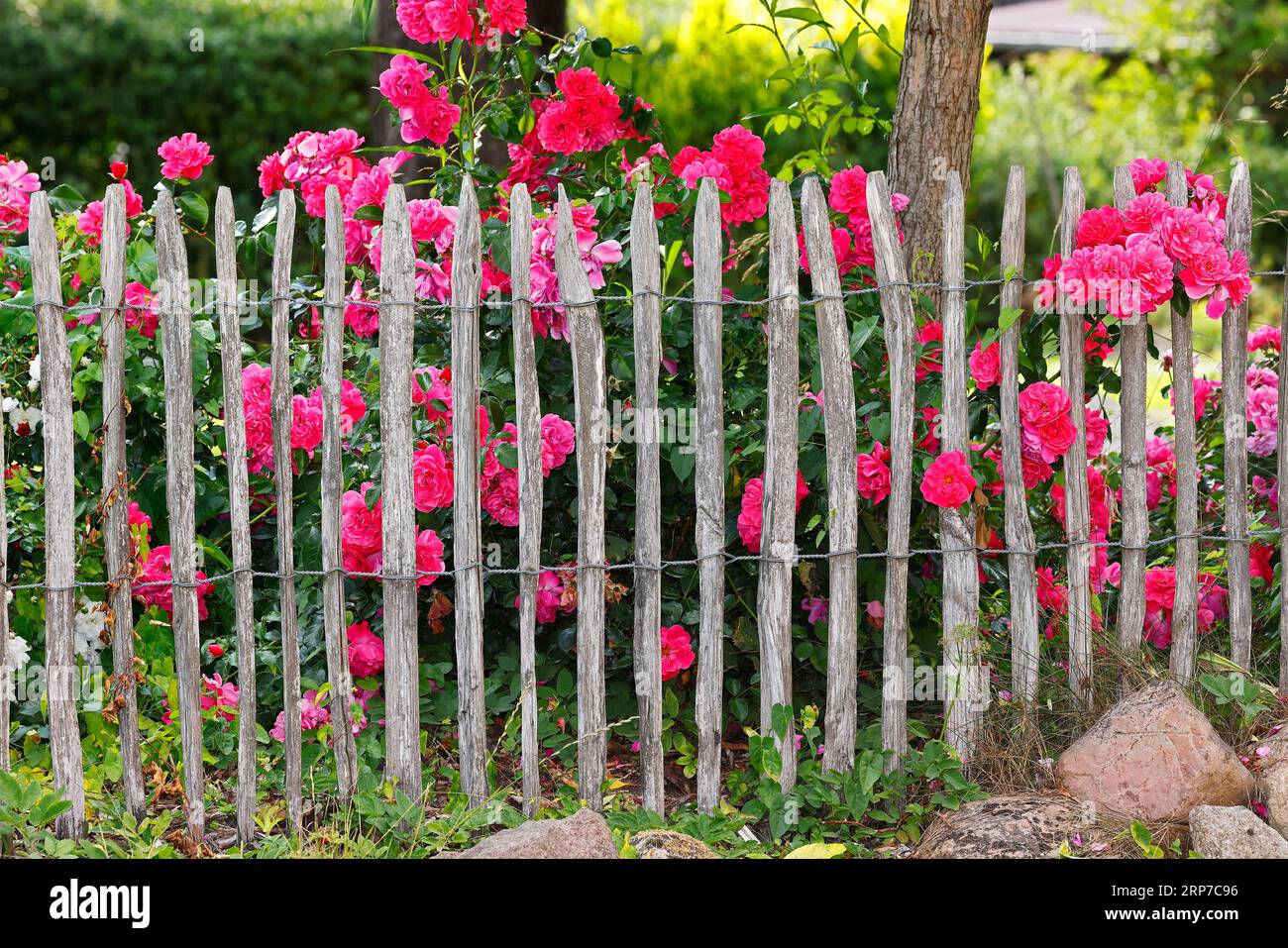 Picket fence garden blooming hi-res stock photography and images - Alamy