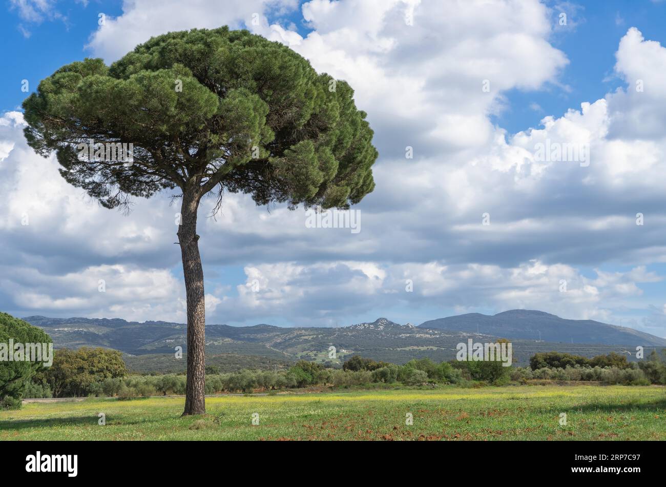 Majestic stone pine (Pinus pinea), in a meadow of flowers with ...