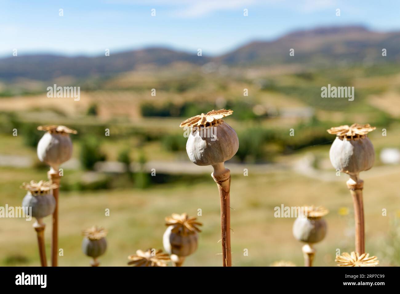 Mature seed heads of opium poppy (Papaver), somniferum, wild in the ...