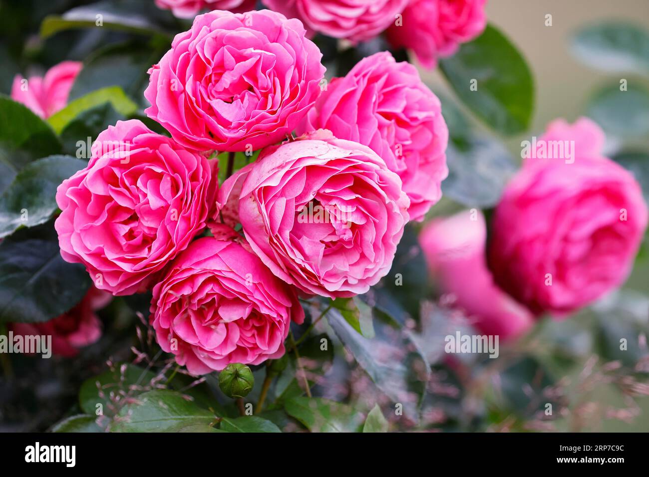 Flowering pink roses (Rosa) in a cottage garden, rose blossom ...