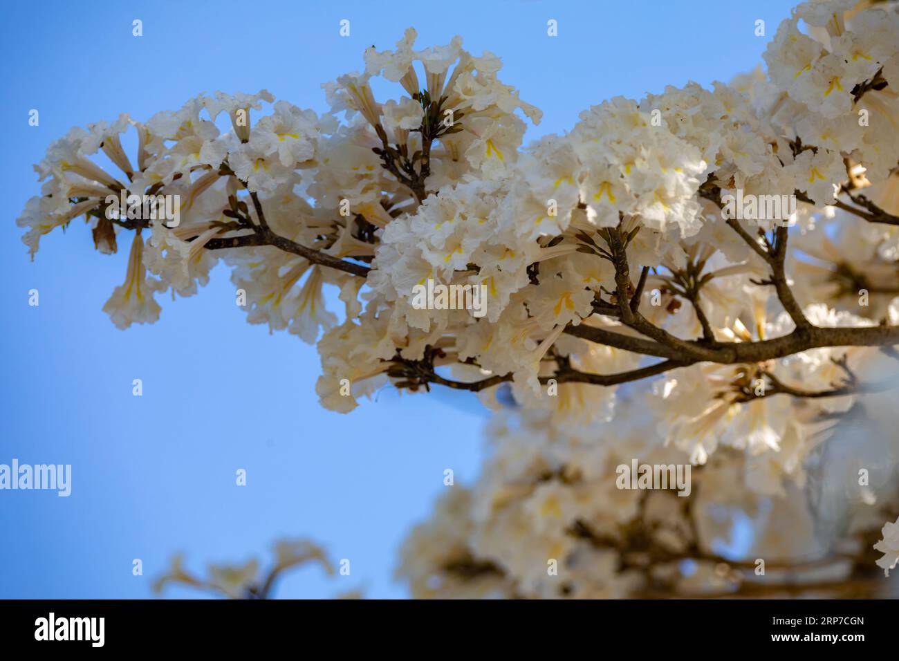 Wonderful Flowers of a white ipe tree, Tabebuia roseo-alba (Ridley ...