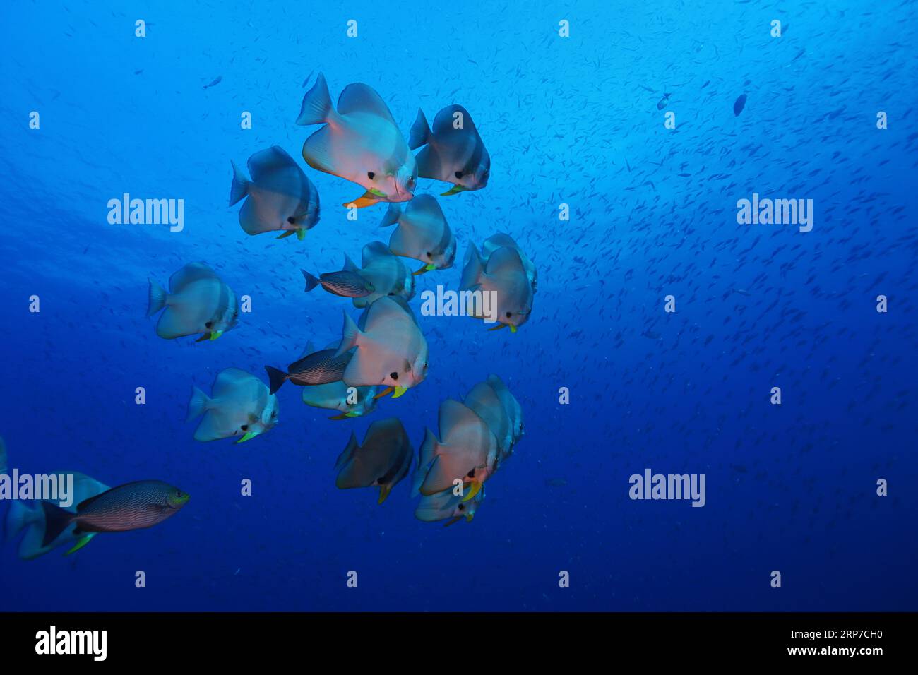 Long fin spadefish hi-res stock photography and images - Alamy